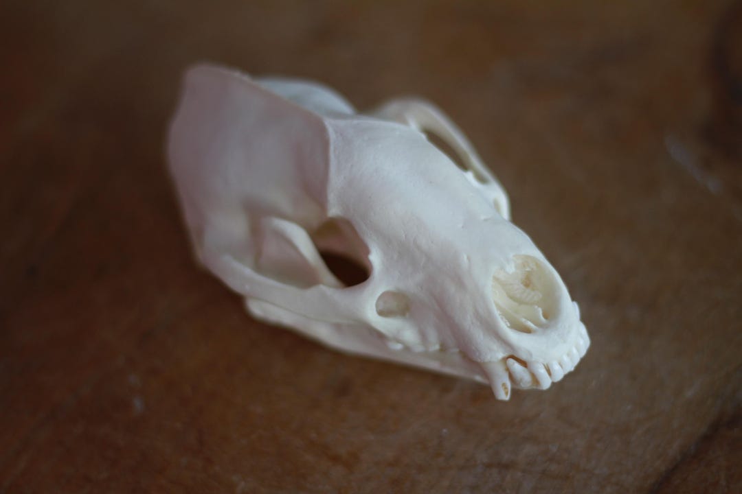 Real Skull of Amazing European Badger. Badger. Meles Meles. Roadkilled ...