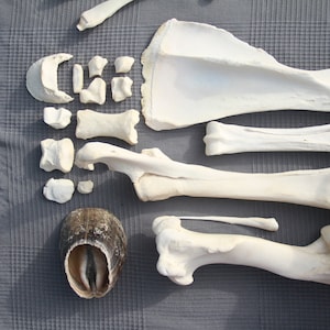 Real Horse Skeleton Named Terry. Complete. 25 Years Old, Huge Male ...