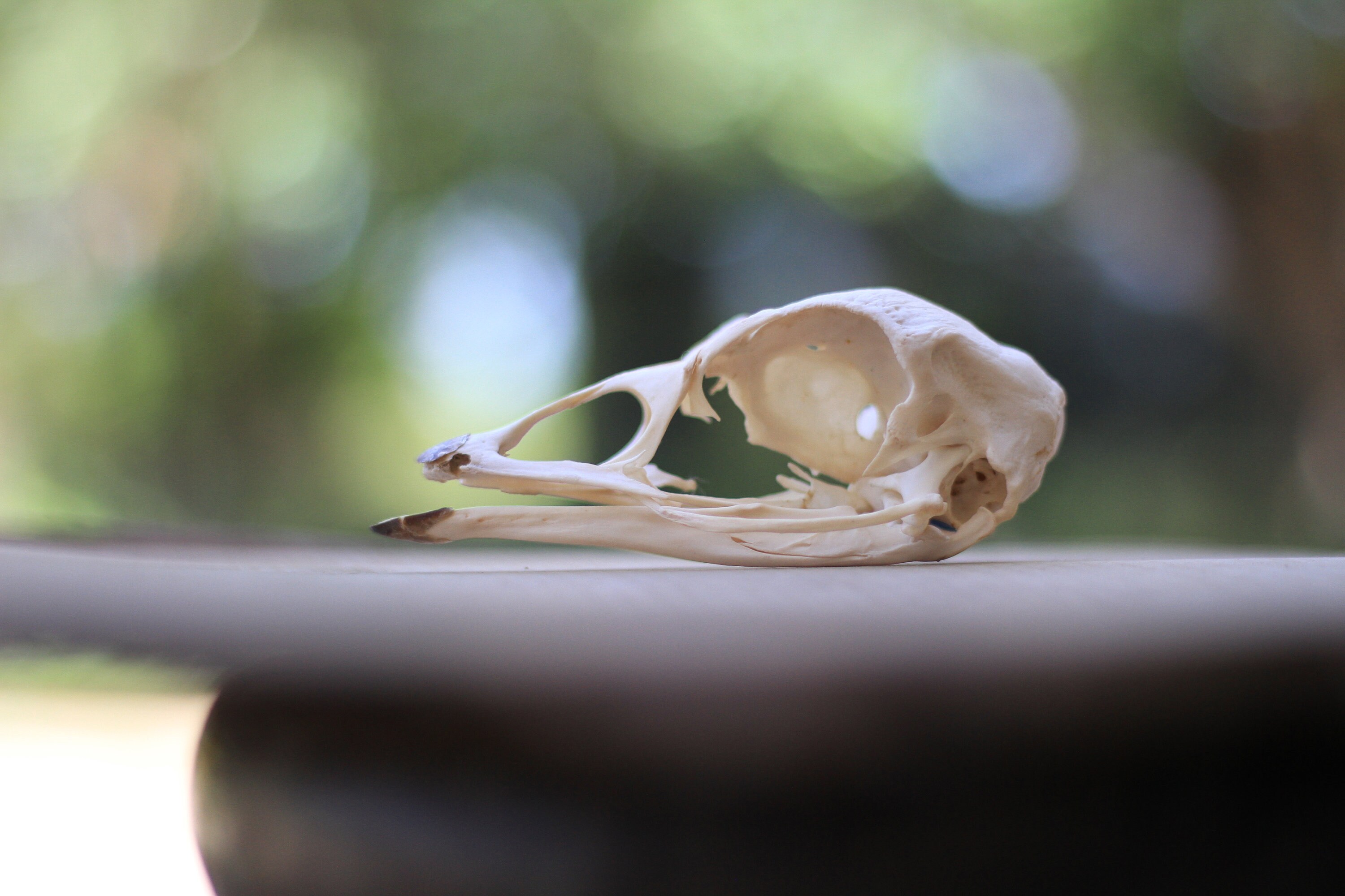 Turkey Skull Died by Natural Causes. - Etsy