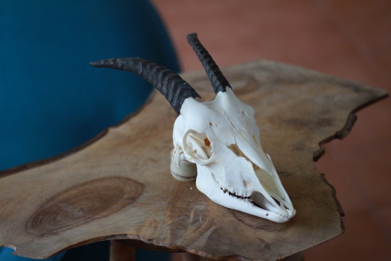 Goat Teeth Skull