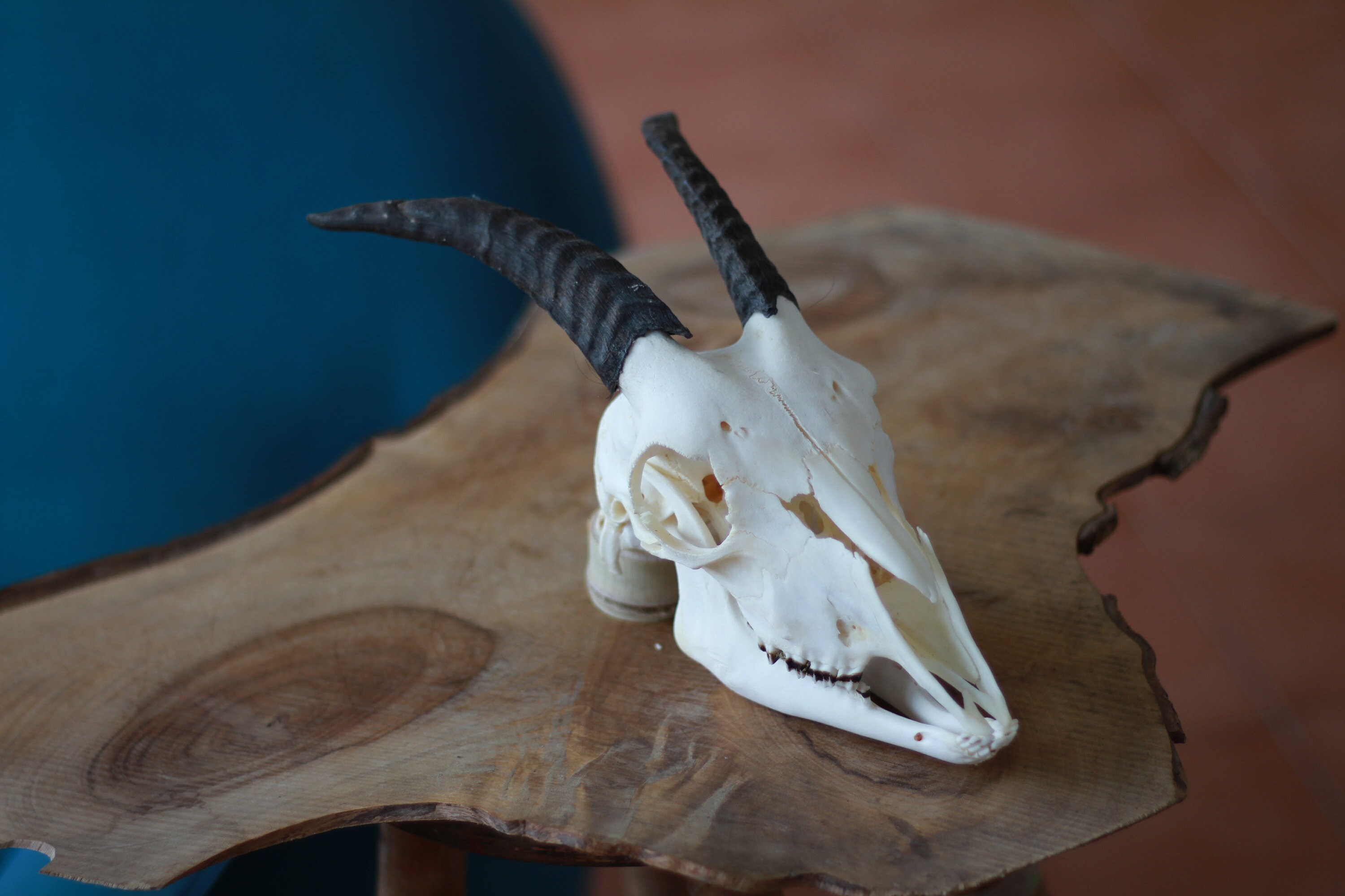 Mountain Goat Skull