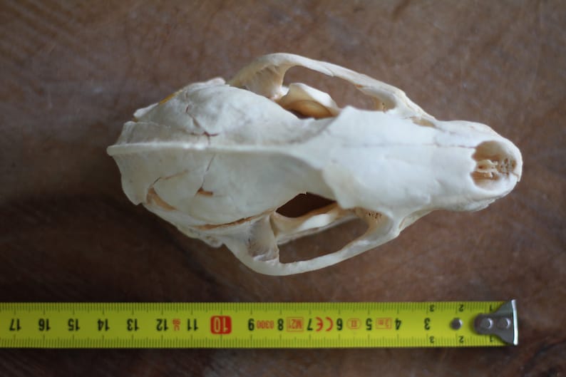Real Skull of European Badger. Badger. Meles Meles. Roadkilled ...