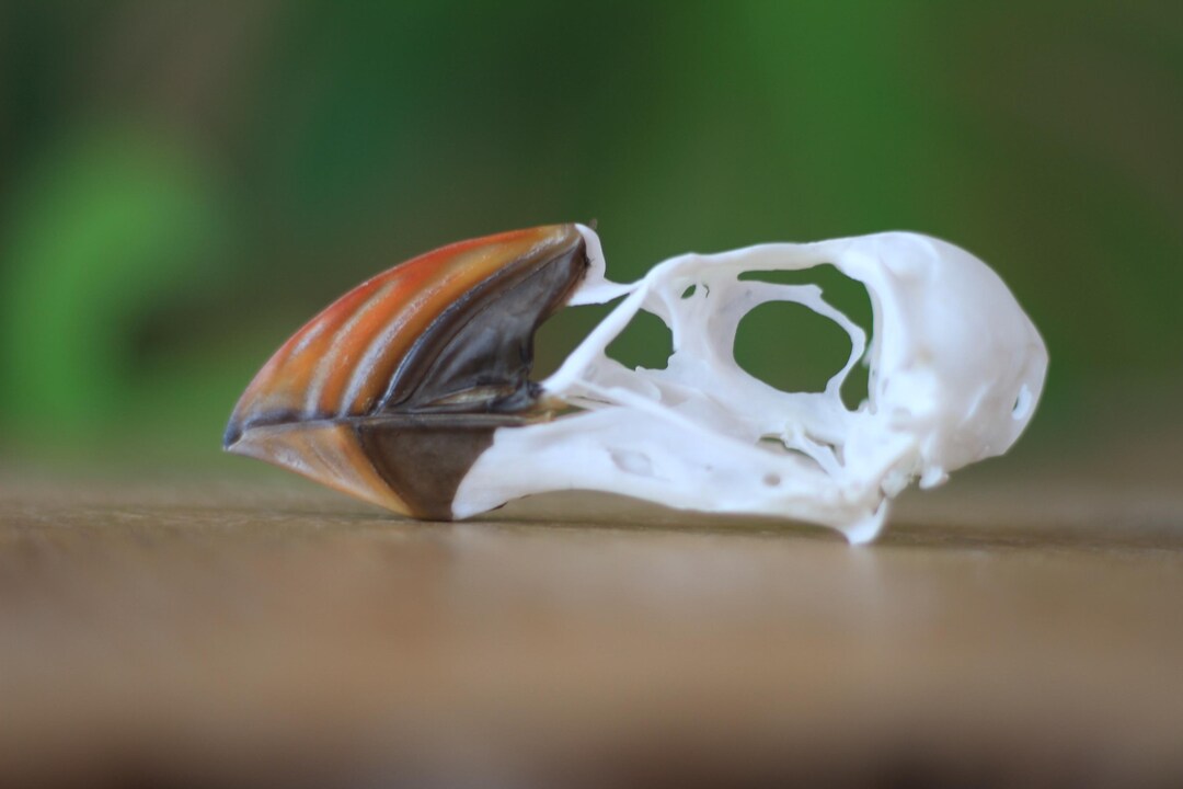 Cleaned Seabird Puffin Skull With Intact Beak – Natural Bone Specimen ...