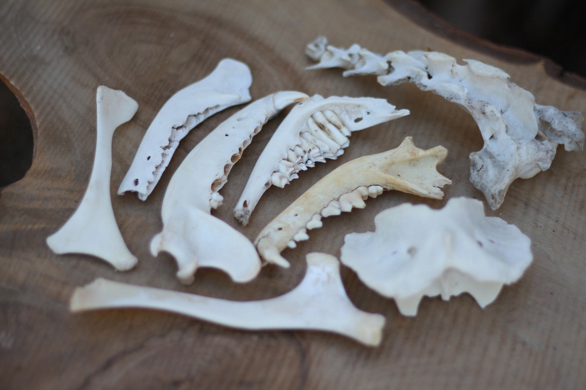 Animal Bone Collection | Mandibles and Vertebrae Set | Real Bone ...