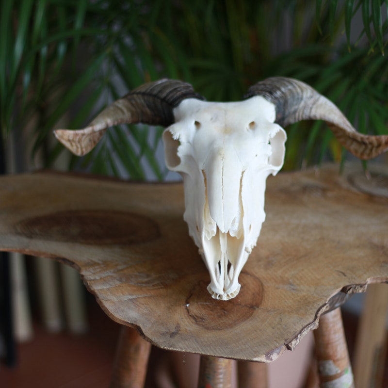Sheep Skull - Etsy