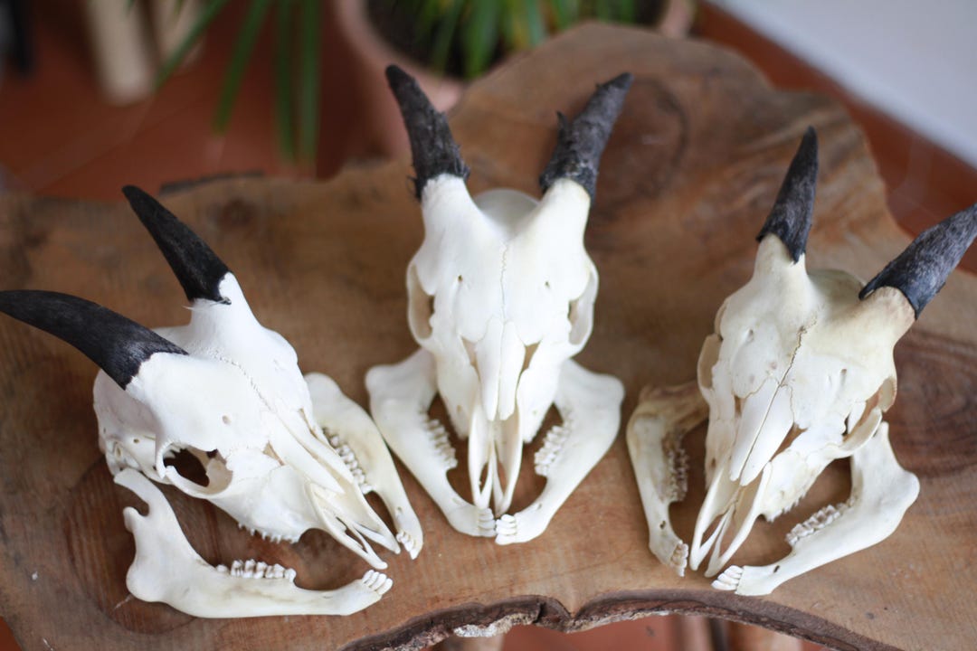 SPECIAL OFFER: PACK 3 Skulls. All Teeth. Baby Goats, Male and Female ...