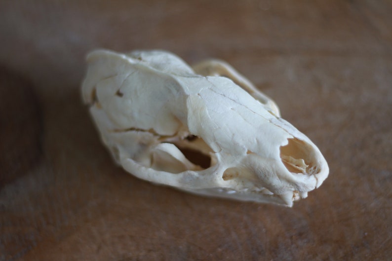 Real Skull of European Badger. Badger. Meles Meles. Roadkilled ...