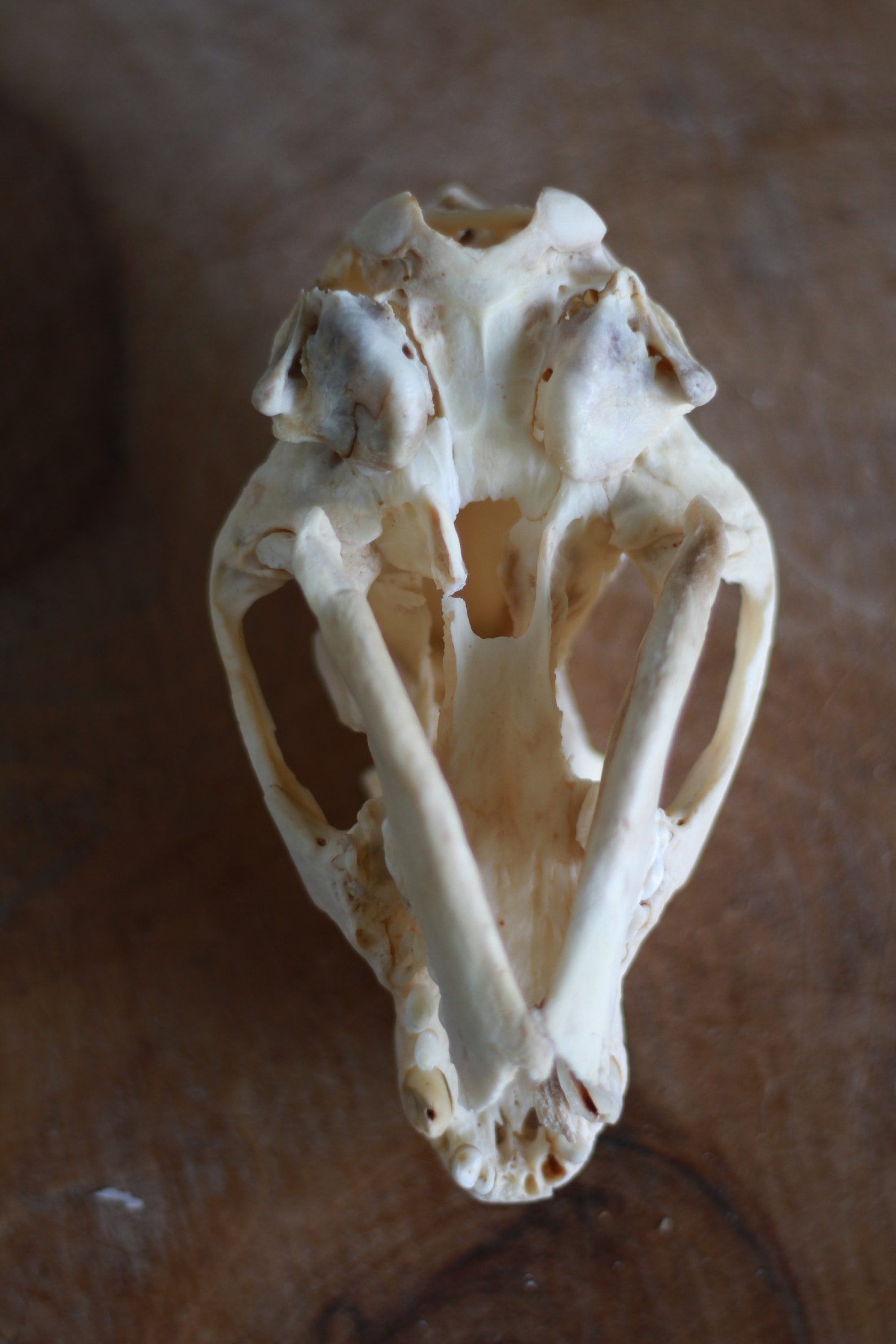 Real Skull of European Badger. Badger. Meles Meles. Roadkilled ...