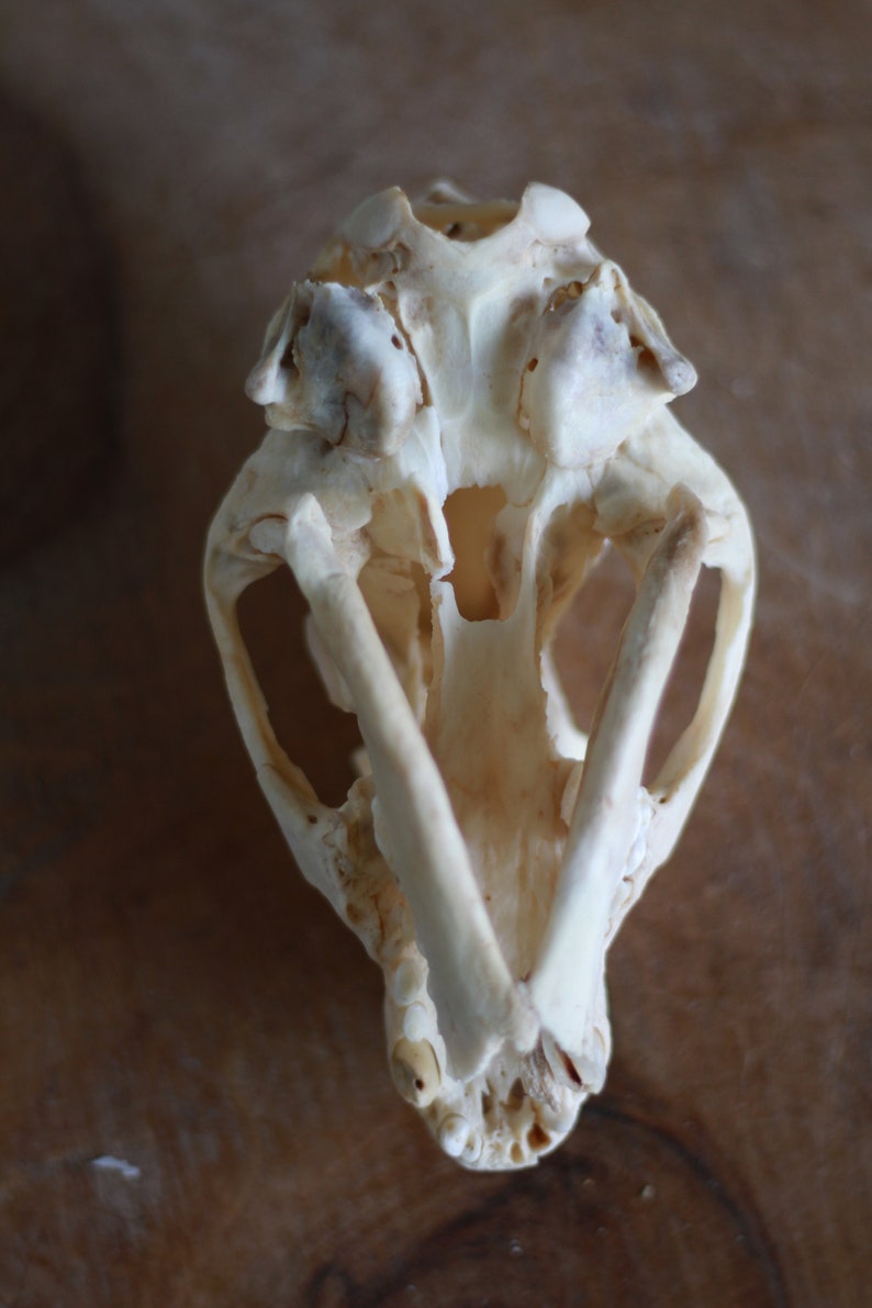 Real Skull of European Badger. Badger. Meles Meles. Roadkilled ...