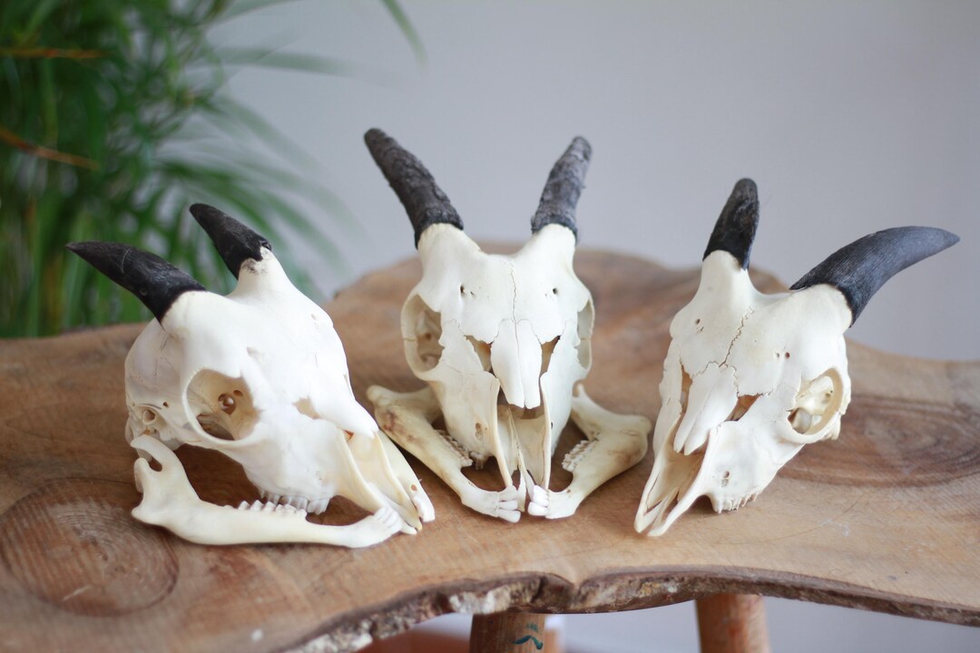 SPECIAL OFFER: PACK 3 Skulls. Baby Goats, Male and Female, With ...
