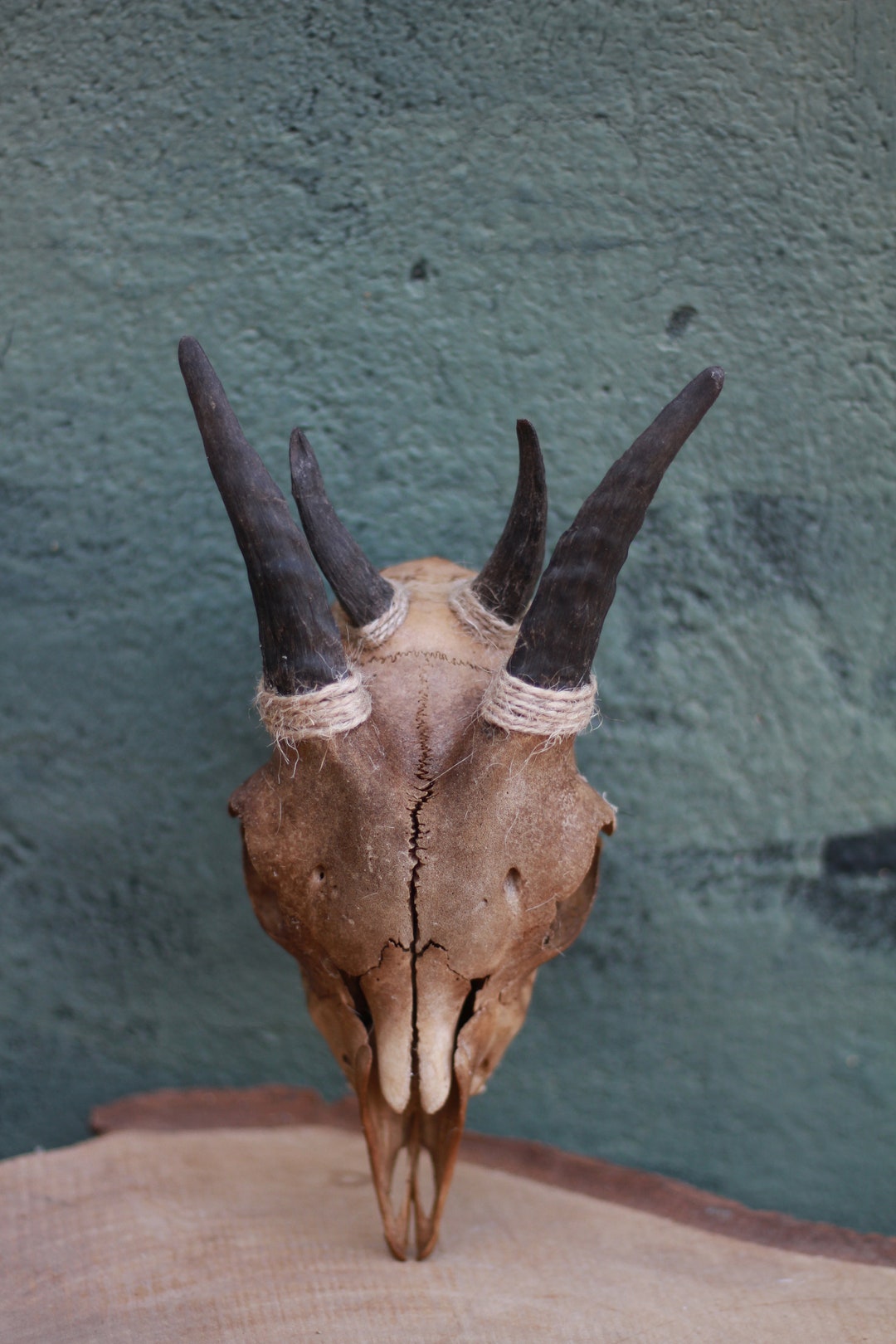 Chimera. 4 Horns Fantasy Ram Skull.jacob Ram Similar. Cute Small Baby ...