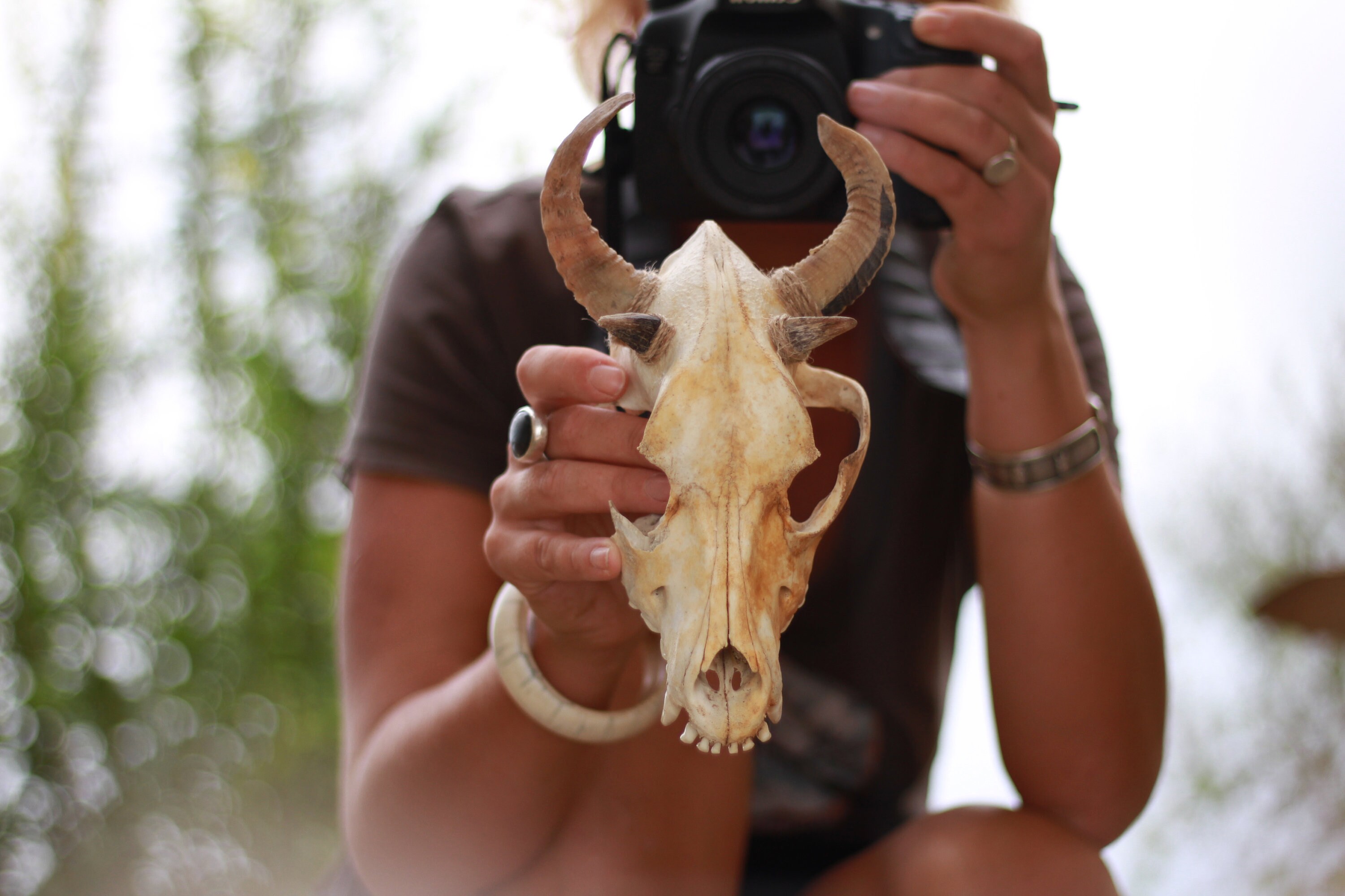 Chimera. 4 Horns Animal Skull. Wild and Free - Etsy