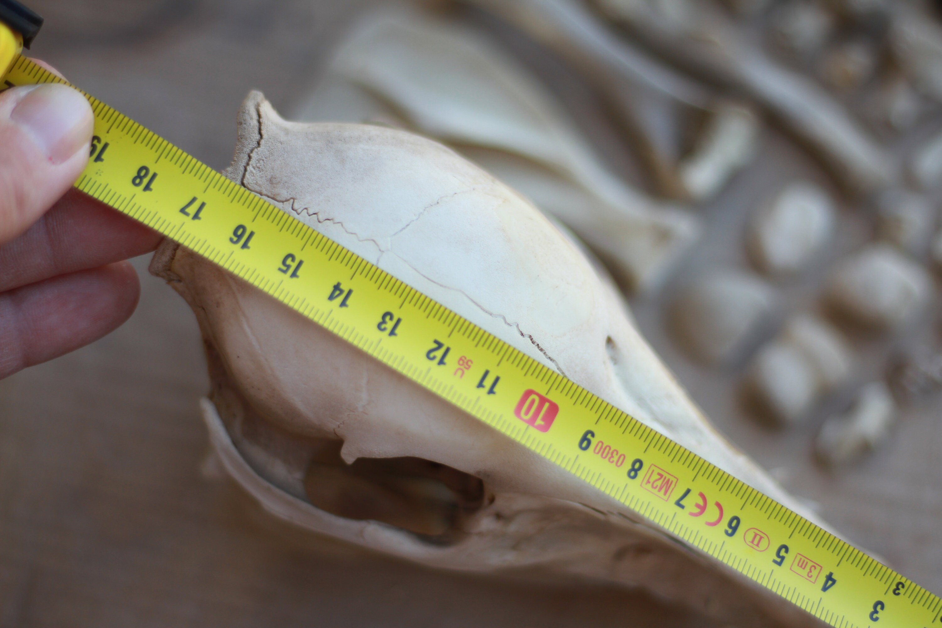 Baby Wild Boar Skull. Sus Scrofa. Craneo De Jabalí. - Etsy