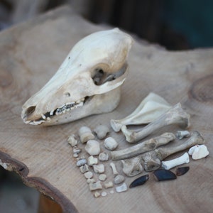Baby Wild Boar Skull. Sus Scrofa. Craneo De Jabalí. Roadkilled. North ...