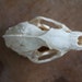 Real Skull of European Badger. Badger. Meles Meles. Roadkilled ...