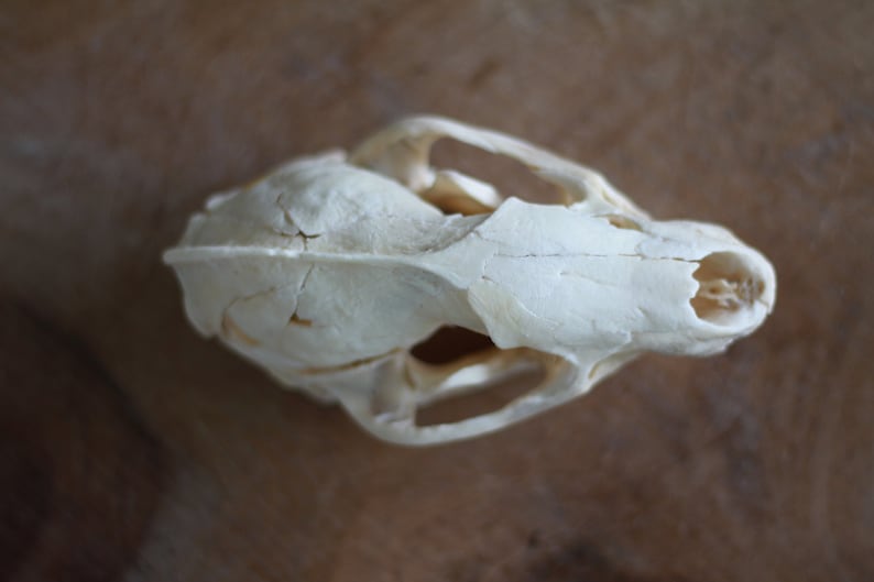 Real Skull of European Badger. Badger. Meles Meles. Roadkilled ...