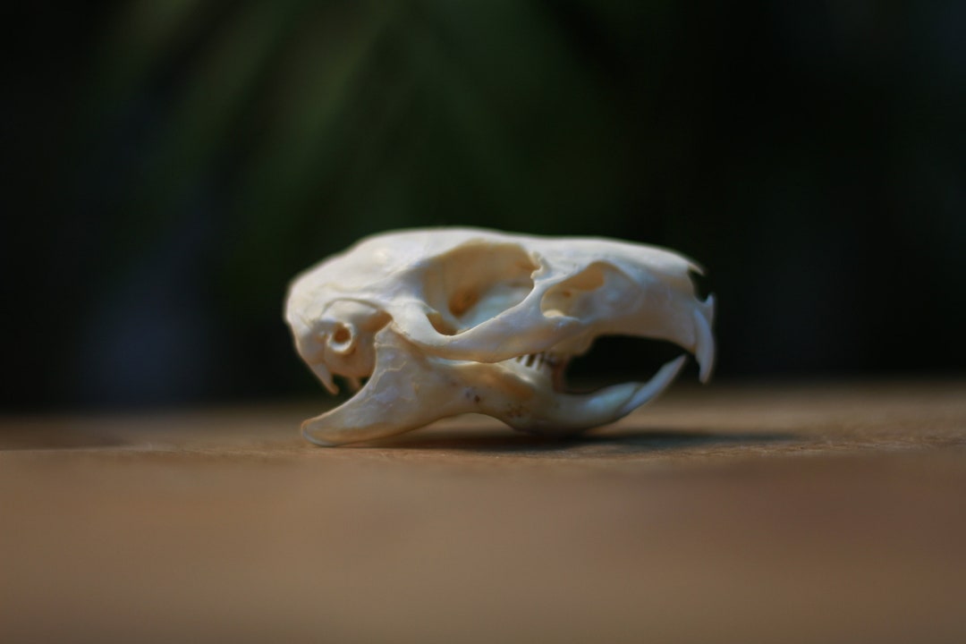 Cavia Porcellus Skull, Perfect Condition, All Teeth. /guinea Pig ...