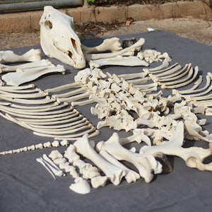 Real Horse Skeleton Named Terry. Complete. 25 Years Old, Huge Male ...