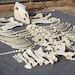 Real Horse Skeleton Named Terry. Complete. 25 Years Old, Huge Male ...