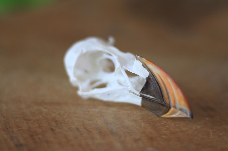Cleaned Seabird Puffin Skull With Intact Beak – Natural Bone Specimen ...