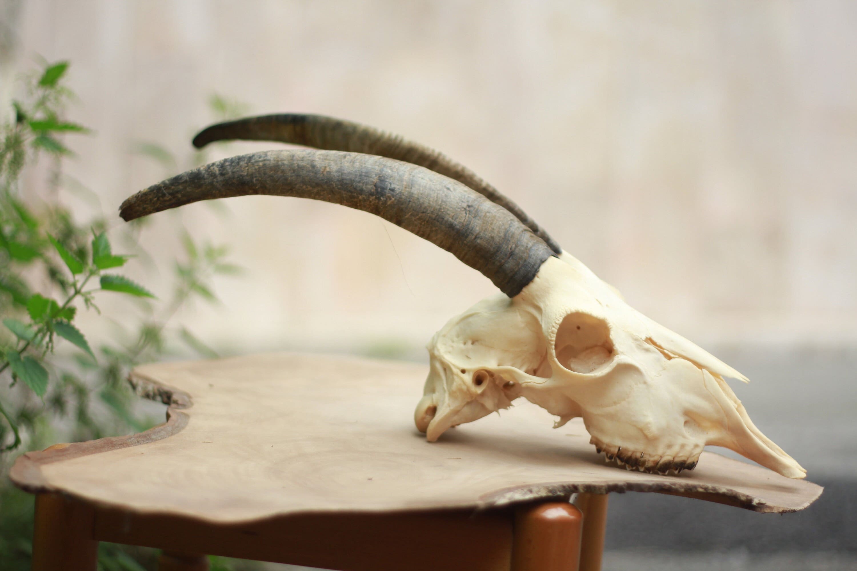 Goat Skull Complete