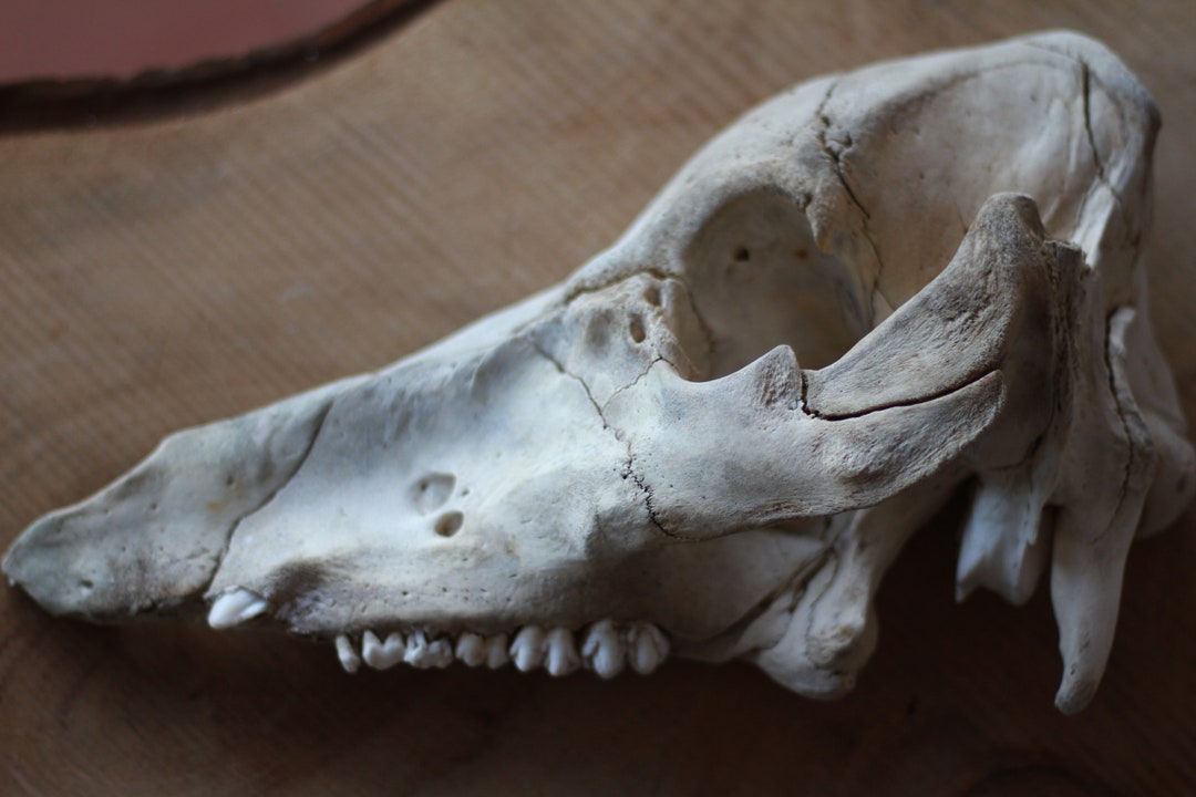 HALF Cutted Pig Skull. Sus Scrofa Domesticus. Founded in a Small ...