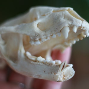Real Skull of European Badger. Badger. Meles Meles. Roadkilled ...