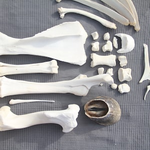 Real Horse Skeleton Named Terry. Complete. 25 Years Old, Huge Male ...