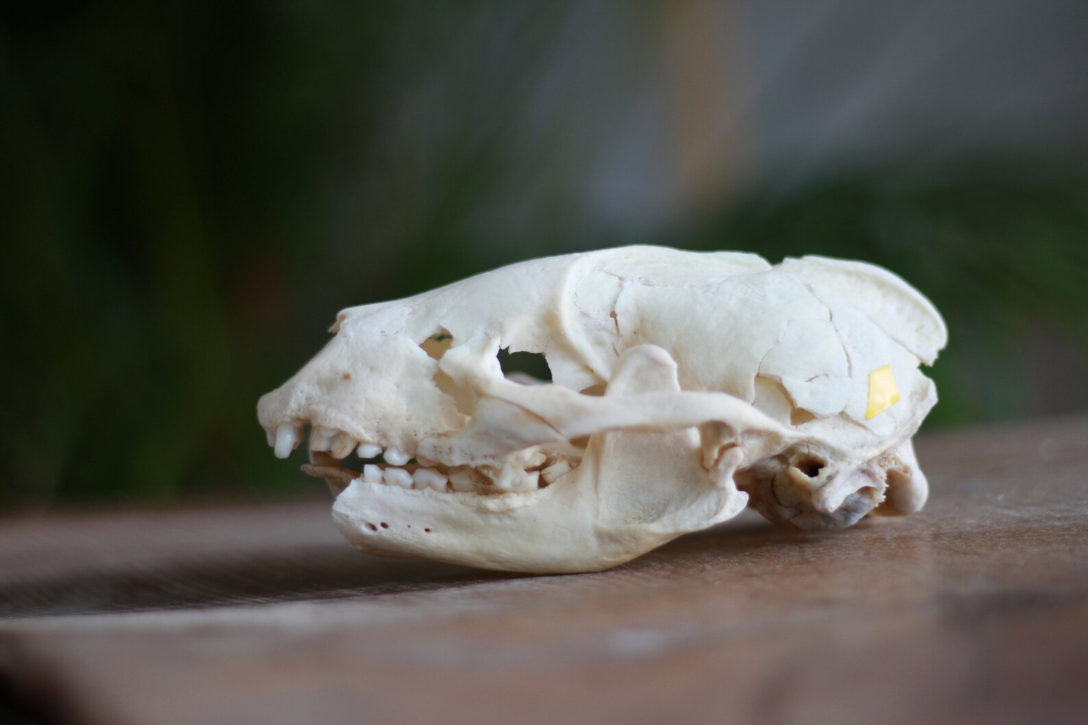 Real Skull of European Badger. Badger. Meles Meles. Roadkilled ...