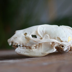 Real Skull of European Badger. Badger. Meles Meles. Roadkilled ...