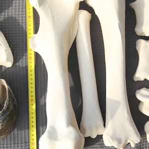 Real Horse Skeleton Named Terry. Complete. 25 Years Old, Huge Male ...