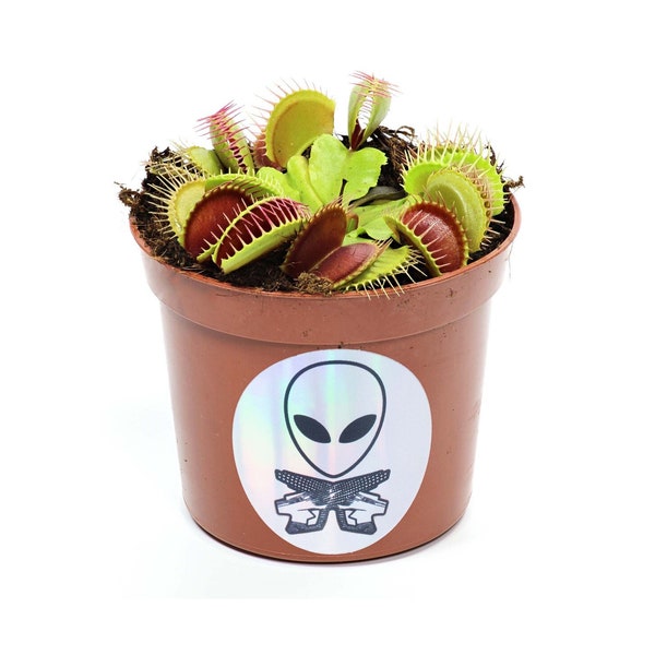 Venus Flytrap - Etsy