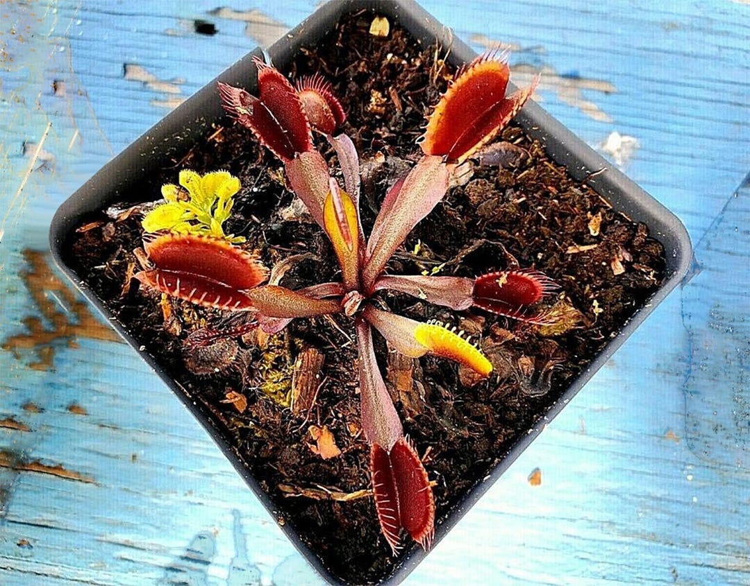 Red Dragon With Typical Venus Flytrap- Ultimate Carnivorous Plants - Etsy