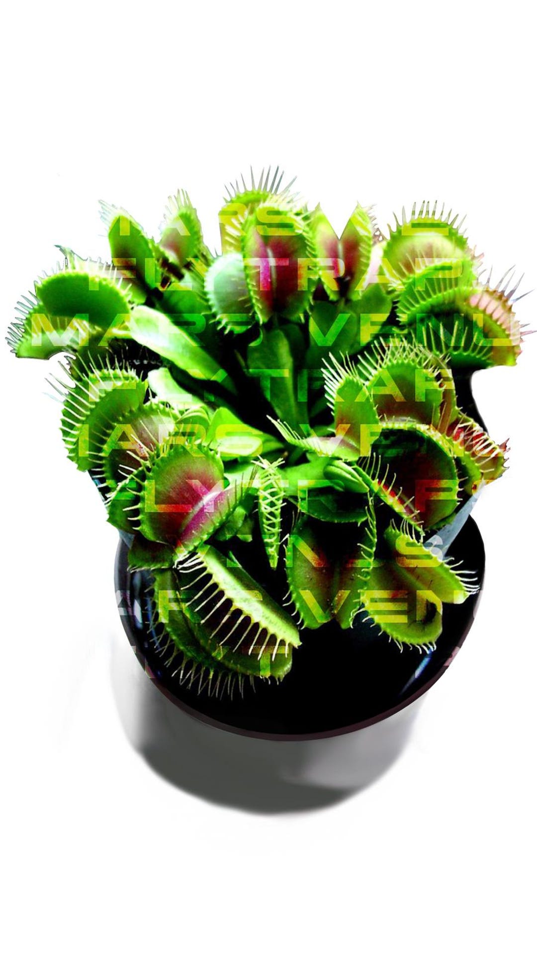 Venus Flytrap Ultimate- Venus Form- Phenomenon- Mars Venus Flytraps - Etsy