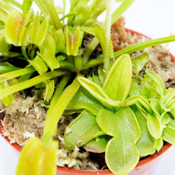 Venus Flytrap - Etsy