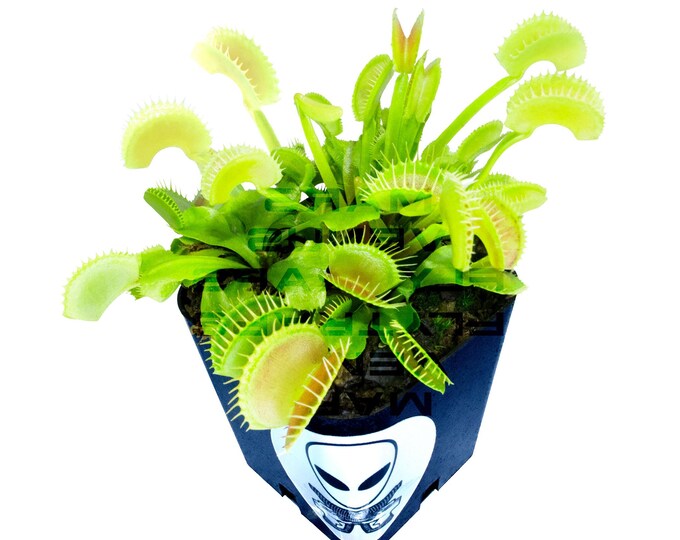 Venus Flytrap Ultimate- Venus Form- Phenomenon- Mars Venus Flytraps - Etsy
