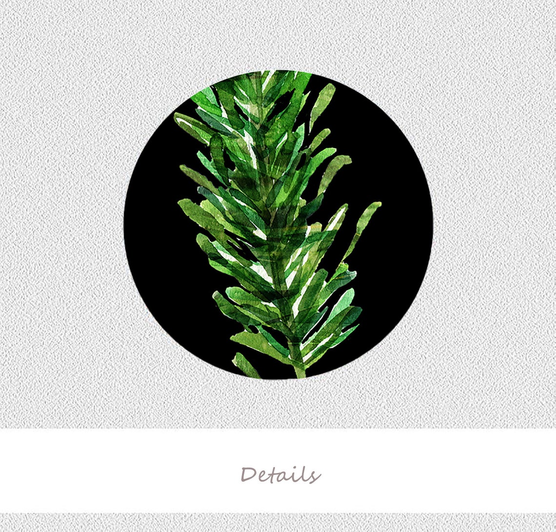 Rosemary Poster, Rosemary Art Print, Rosemary Illustration, Kitchen ...
