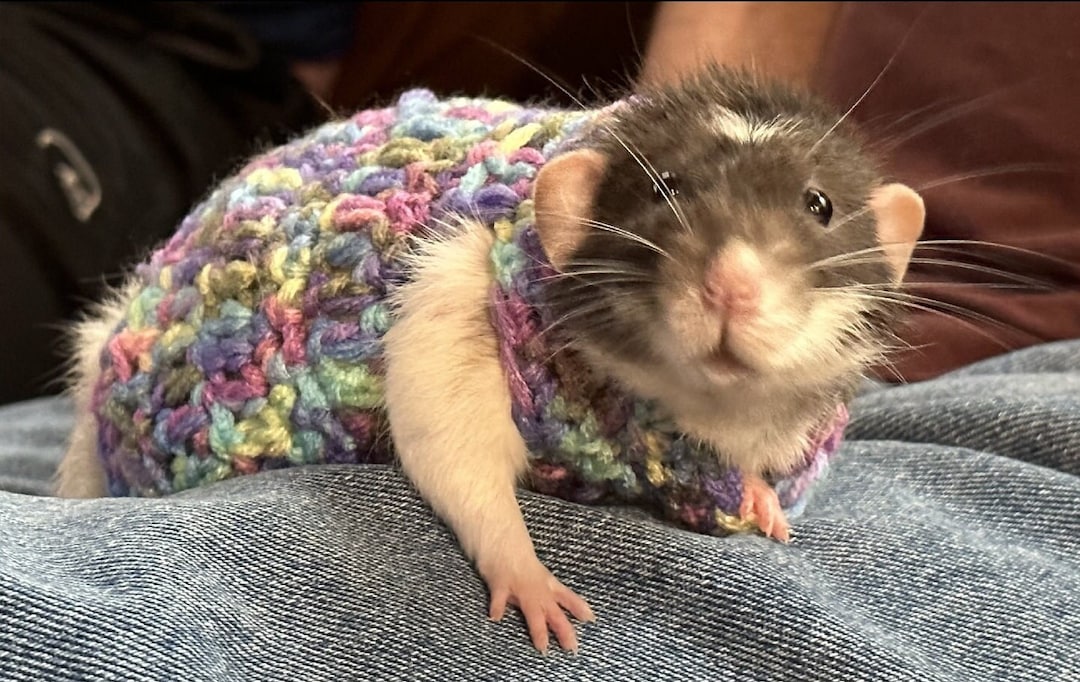Cutie Rat Sweater Pattern - Etsy