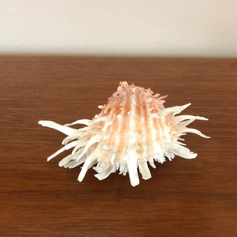 Rare Sea Shells - Etsy