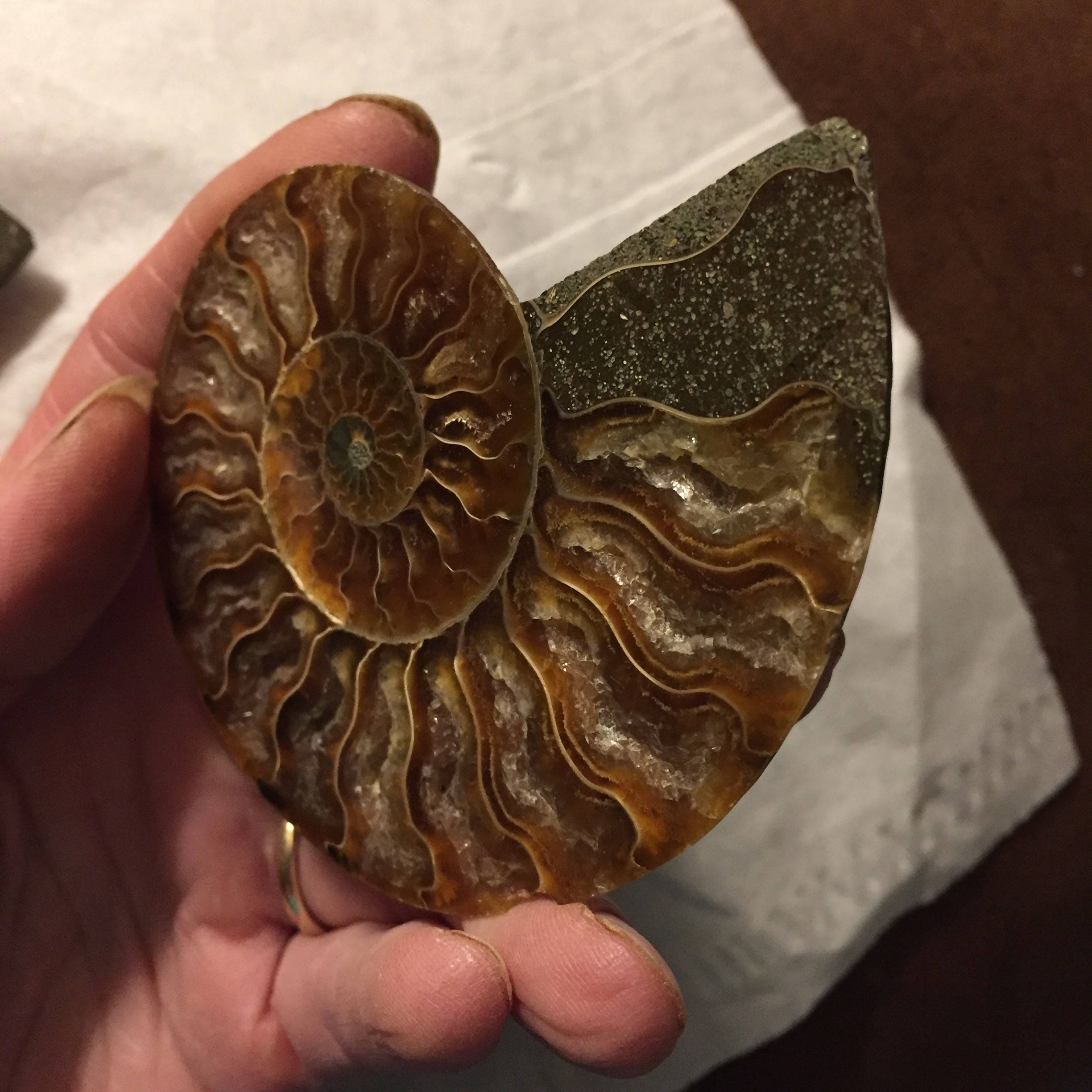 Large Ammonite sliced and polished