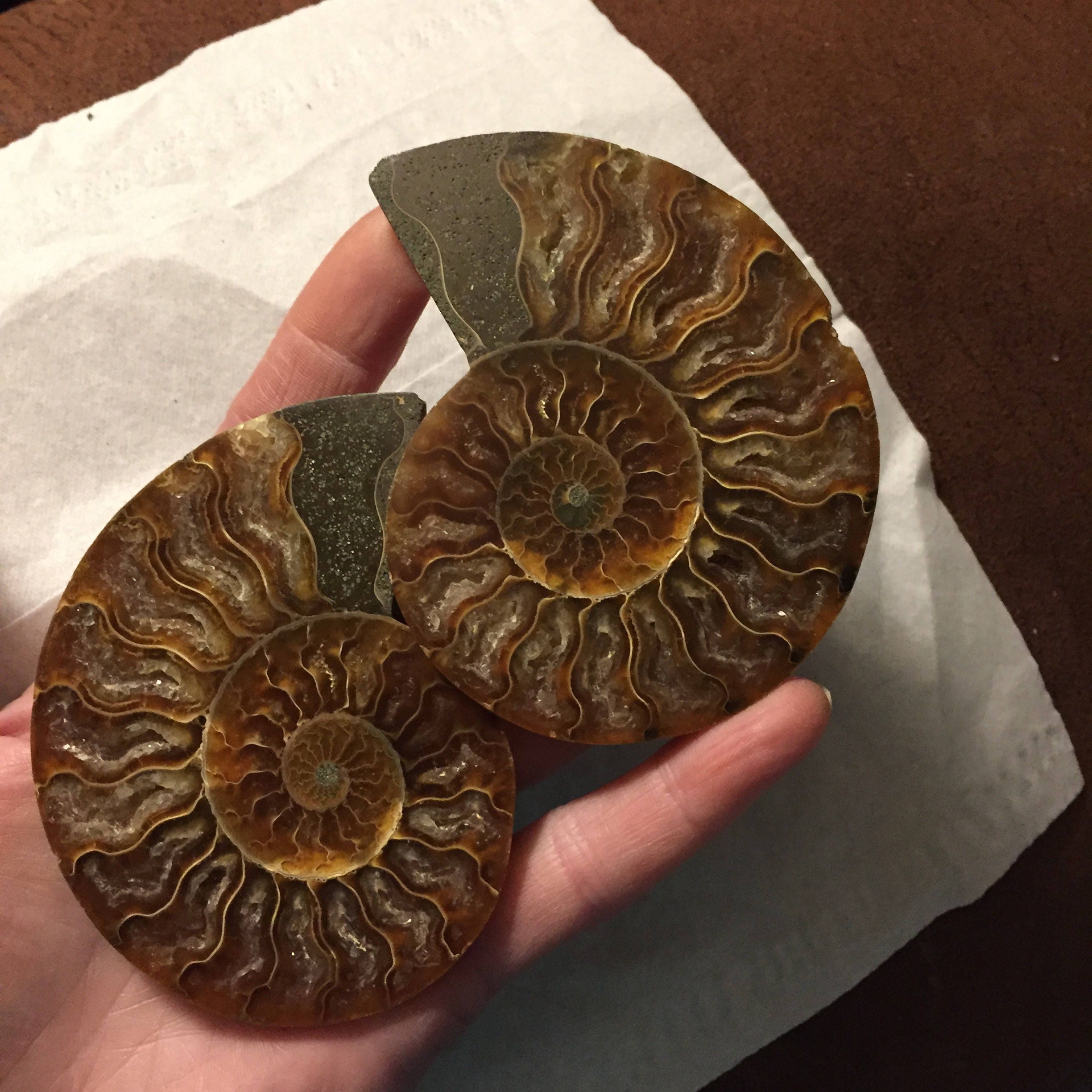 Large Ammonite sliced and polished