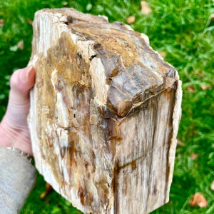 8.79 Lb Agatized Petrified Wood Standing Mineral Display Specimen - Etsy