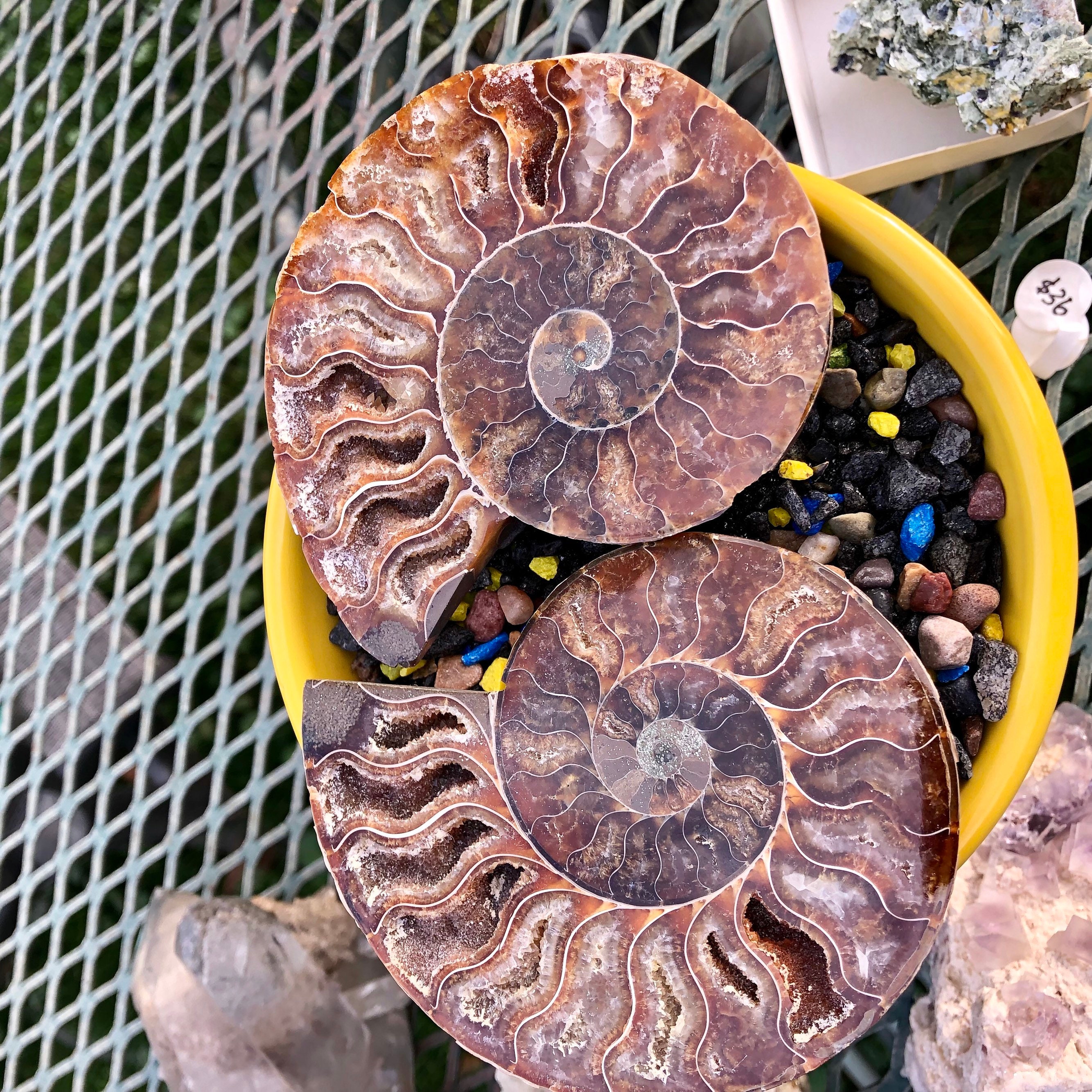 Large Ammonite cut in half and polished
