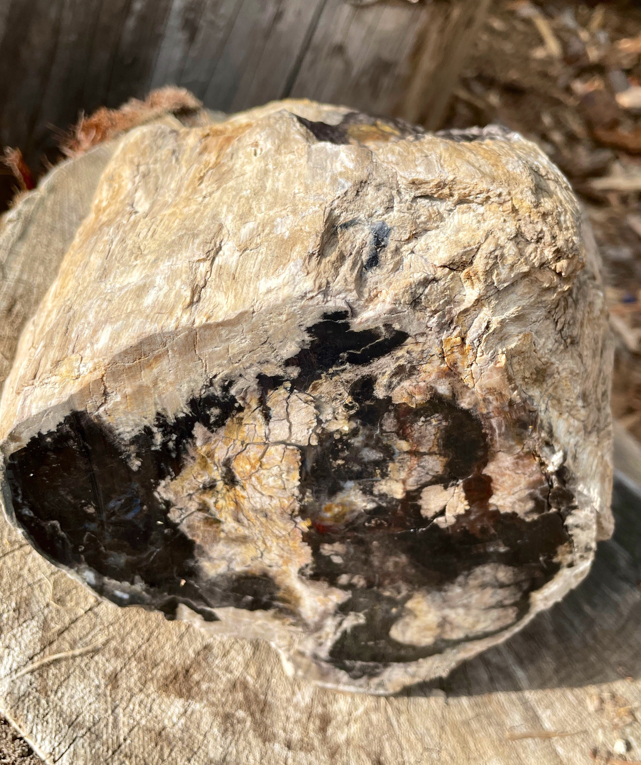 11.1 lb Petrified Wood Stump Display Specimen
