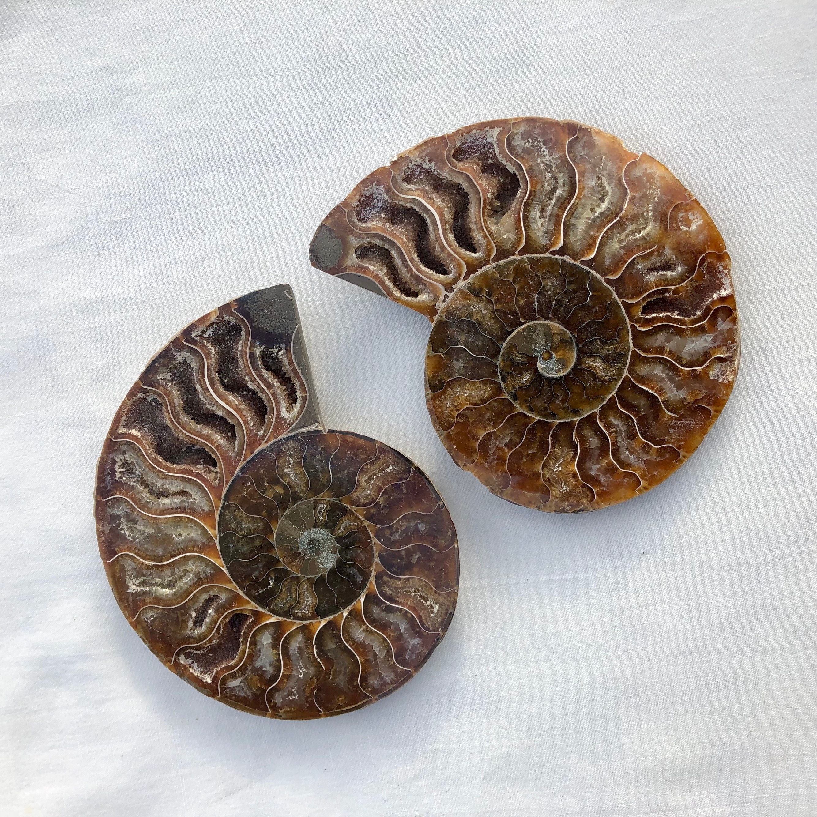 Large Ammonite cut in half and polished