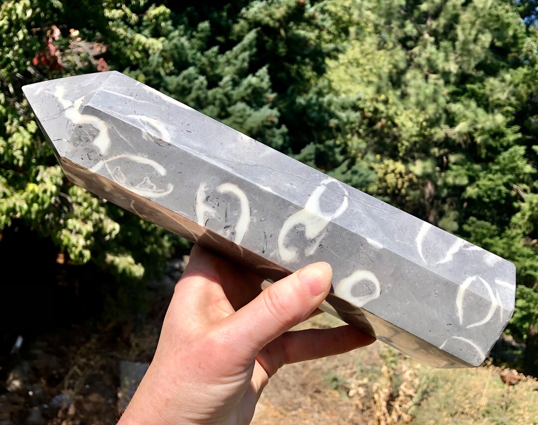 4.91 Lb Thousand Eyes Stone Aka Fossil Shellstone Obelisk Pillar Tower Point Wand Column ...