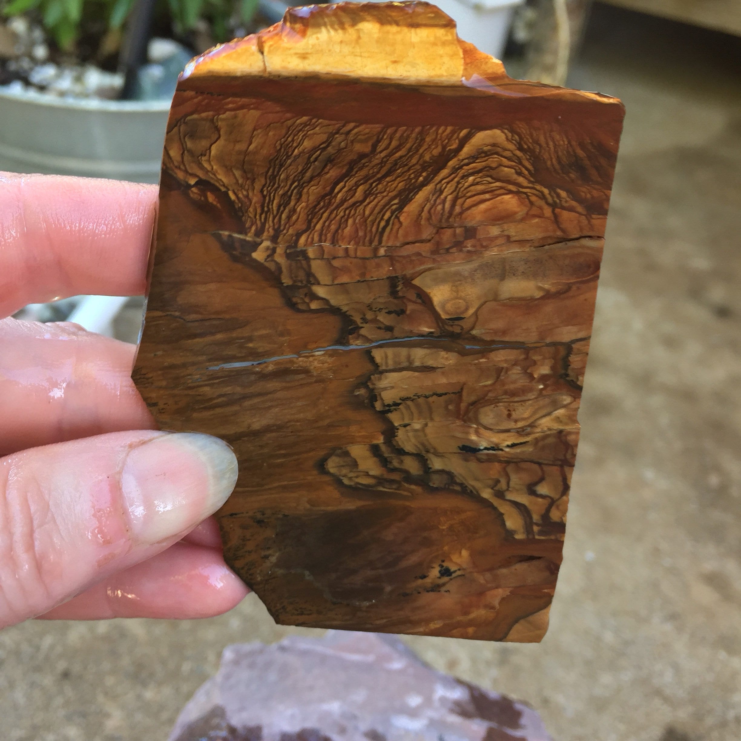 Biggs Picture Jasper lapidary slab from Oregon