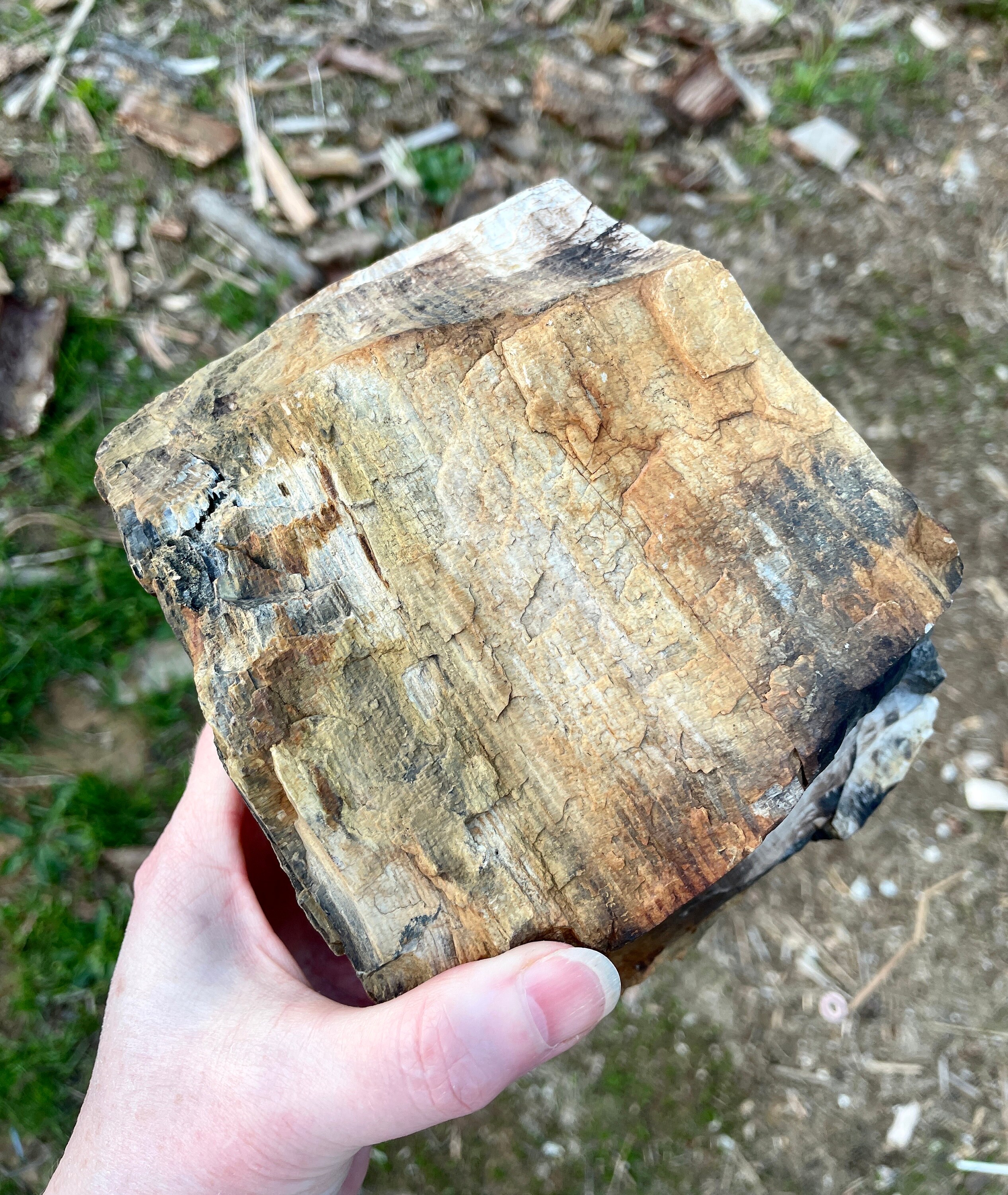 5.88 lb Petrified Wood Mineral Display Specimen