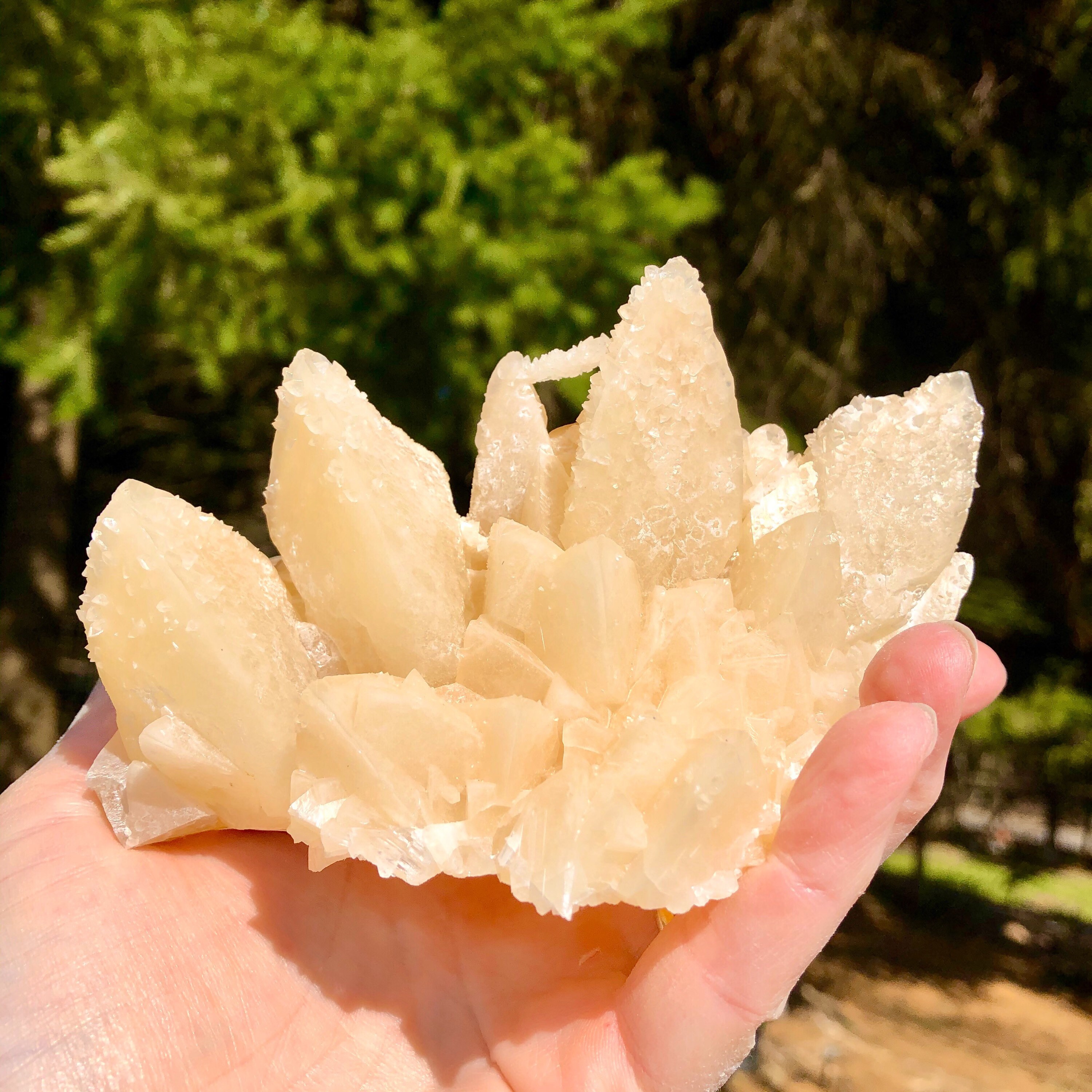 440g Golden Yellow Dogtooth Calcite Crystal Cluster Mineral Display ...