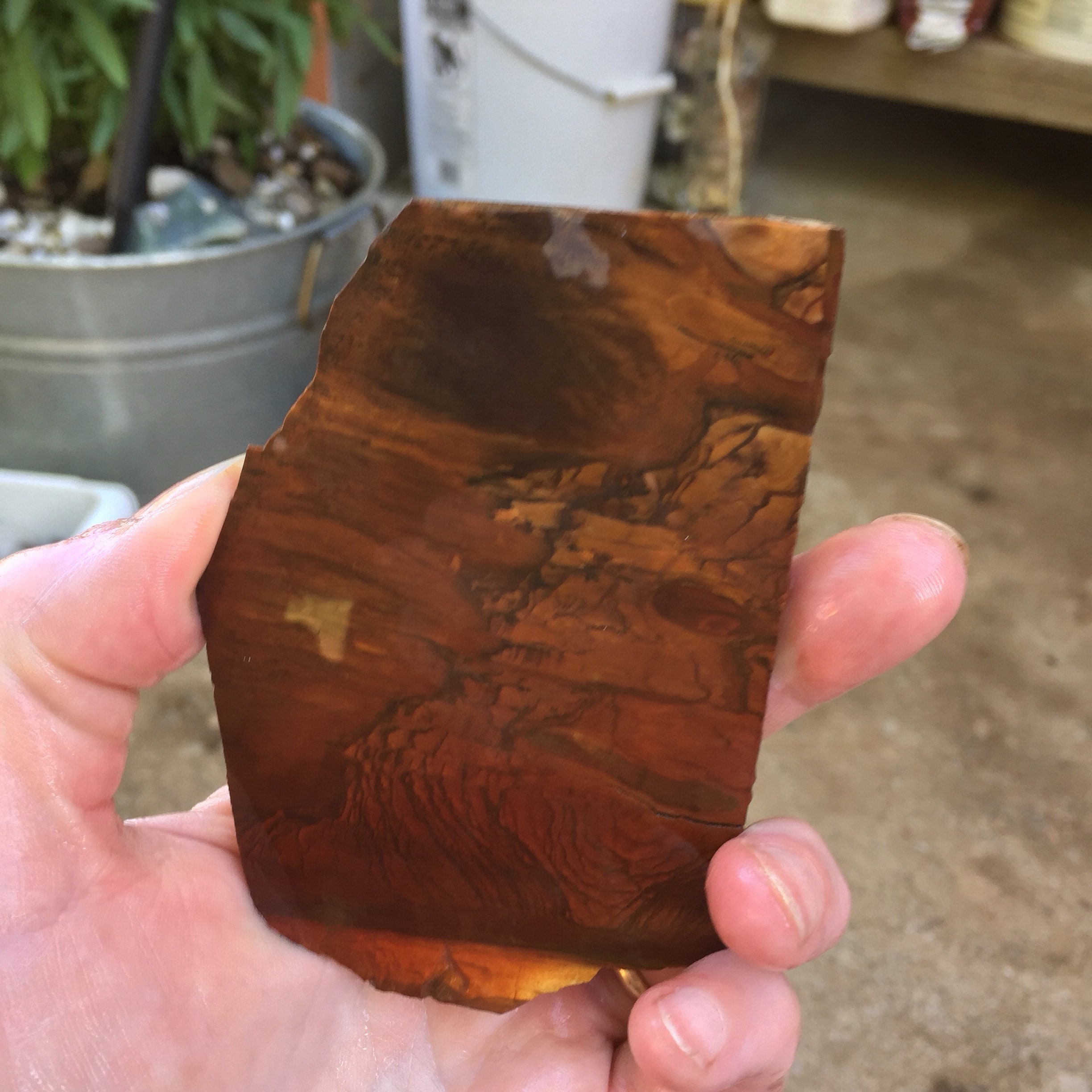 Biggs Picture Jasper lapidary slab from Oregon